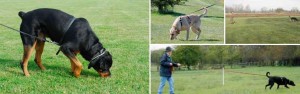 Train Your Dog to Track by Scent | Virginia Dog Scent Track Training ...